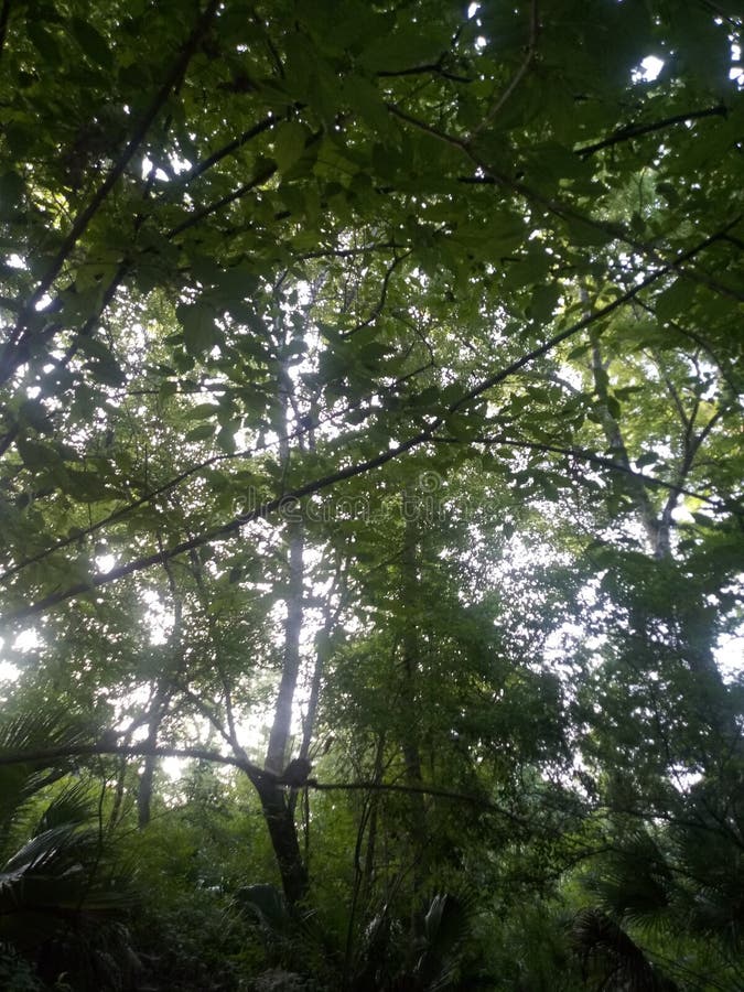 From above as below stock photo. Image of nature, florida - 163554650