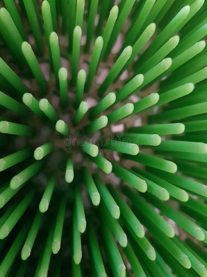 Spiky green texture stock photo. Image of aspect, texture - 112400552