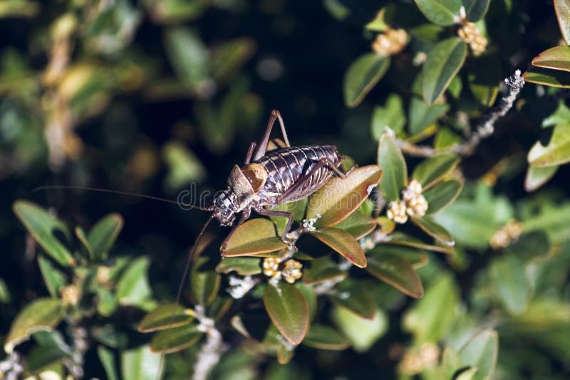 Above Bush Cicada Stock Photos - Free & Royalty-Free Stock Photos from ...