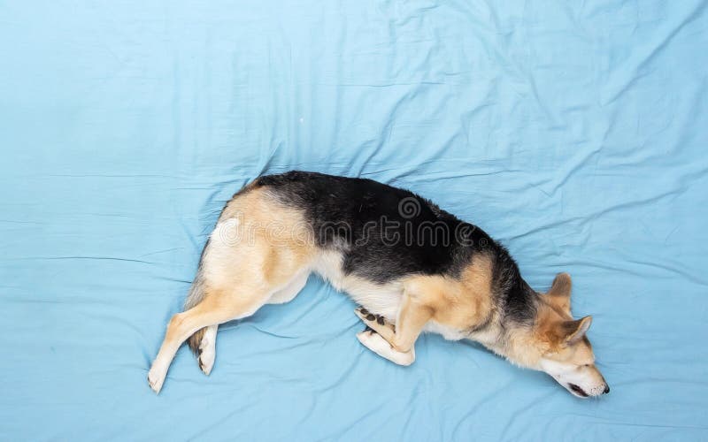 From Above Cute Dog Lying on Bed Stock Photo - Image of blue, feline ...