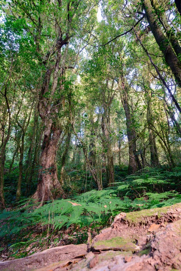 Above Ground Mountain Forest in Doi Inthanan National Park Stock Image ...