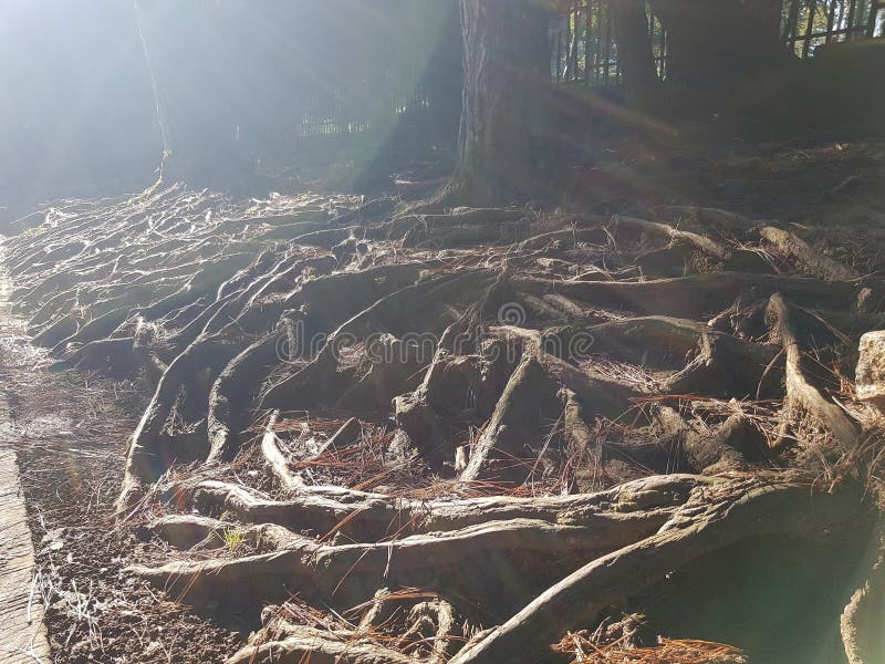 Above Ground Tree Roots stock photo. Image of tree, nature - 185361558