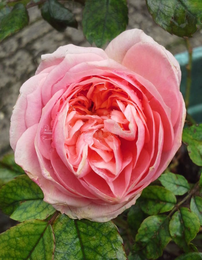 Above Raindrops Inside Pink Rose Stock Photo - Image of nature, pink ...