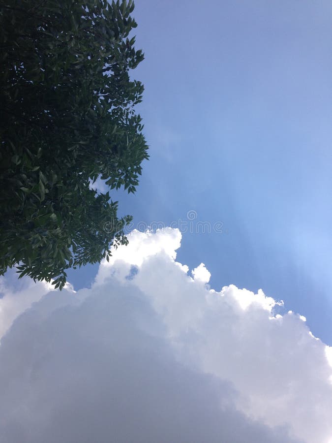 Above stock image. Image of beautiful, tree, cloud - 64746157