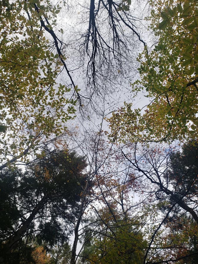Above Sky View Trees Change of Seasons Stock Image - Image of grass ...