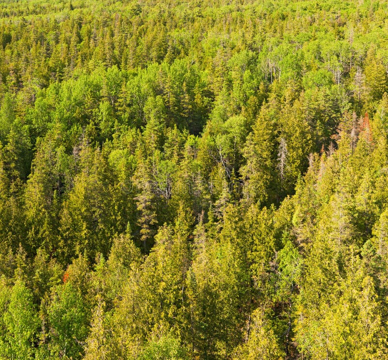 Above tree tops stock photo. Image of woodland, summer - 5488290