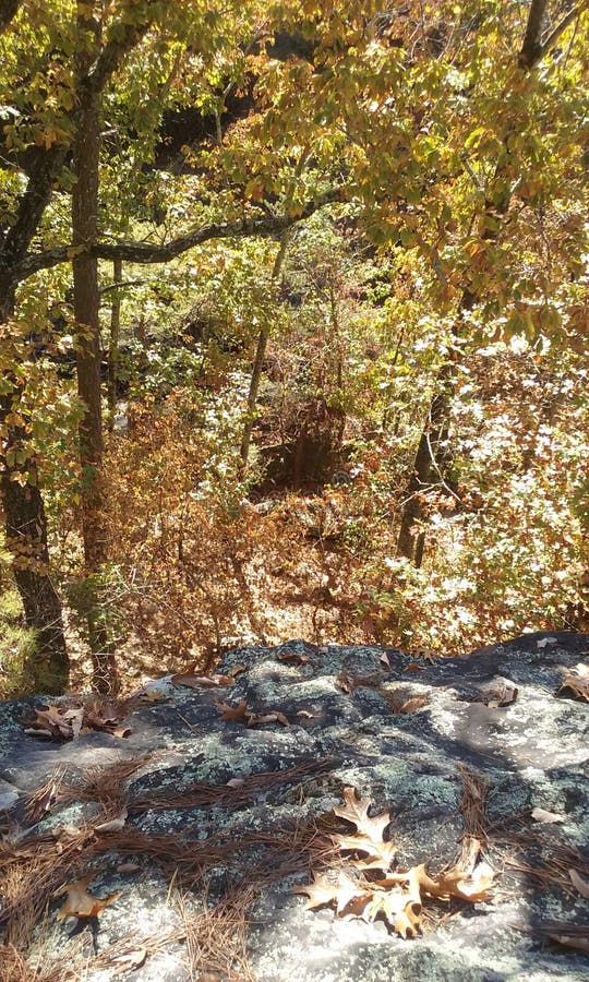 Above the trees. stock photo. Image of trees, looking - 80457372