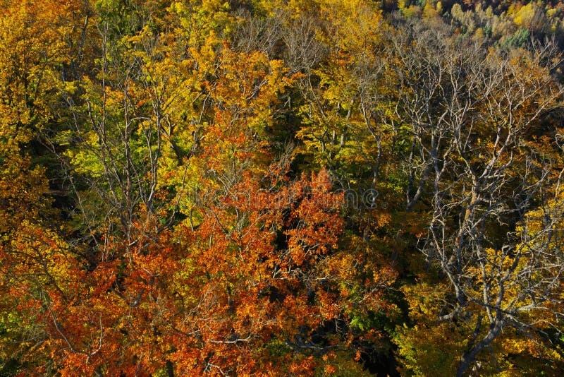 Above the treetops stock image. Image of leaf, colors - 263853739