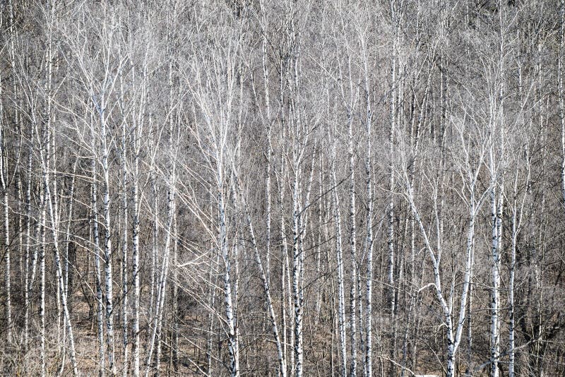 Above View of Bare Birch Trees in Forest in Spring Stock Photo - Image ...