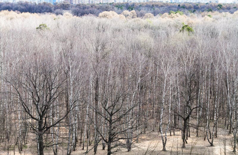Above View of Bare Trees in Spring Forest Stock Image - Image of season ...