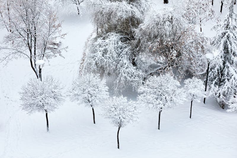 Beautiful Winter Trees Covered with Snow in a Public Park Stock Photo ...