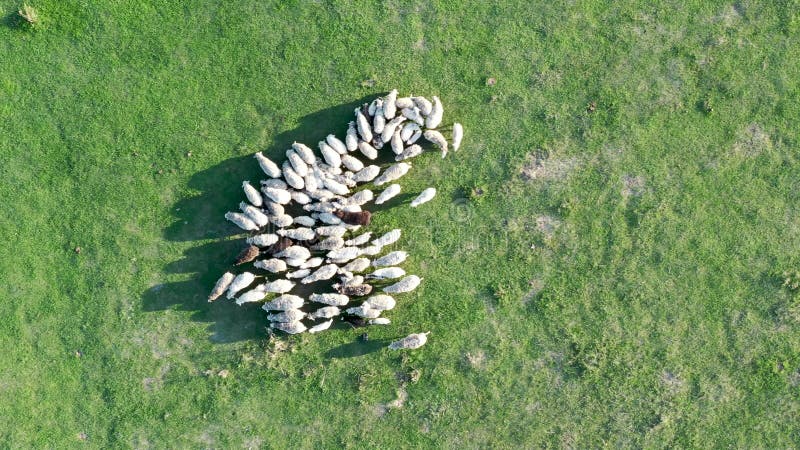 Above View of Bunch of Sheep on Grazing Stock Video - Video of flight ...