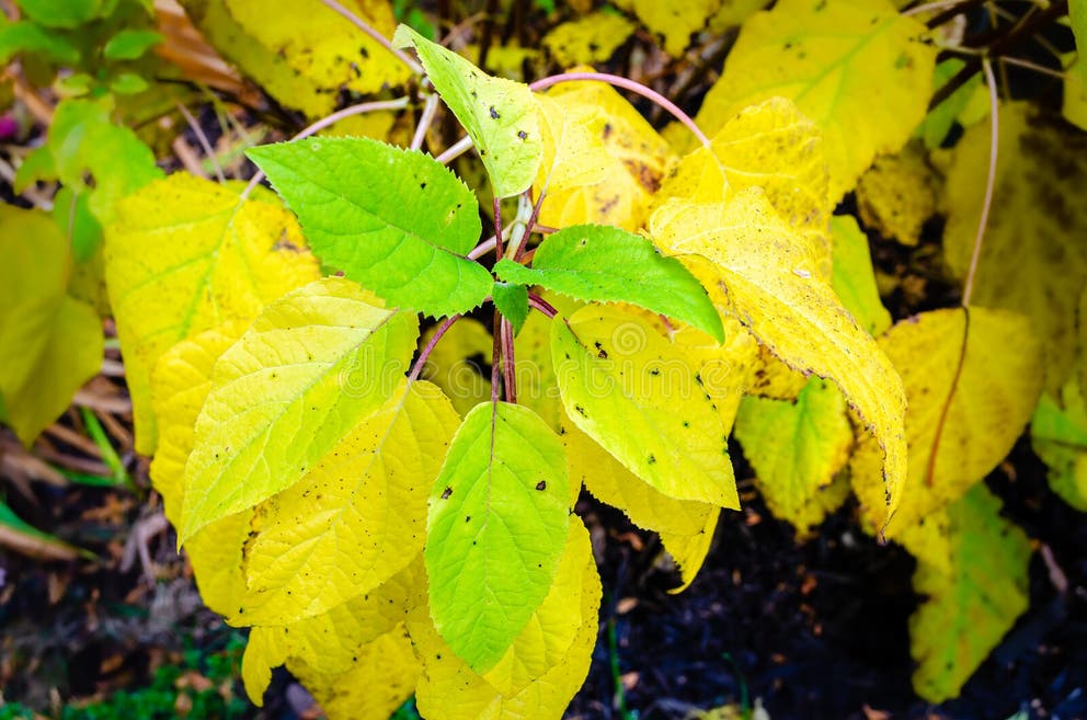 Above View of Fall Hydrangea Leaves Stock Photo - Image of decompose ...