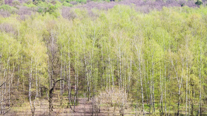 Above View of Forest with Green Foliage in Spring Stock Photo - Image ...