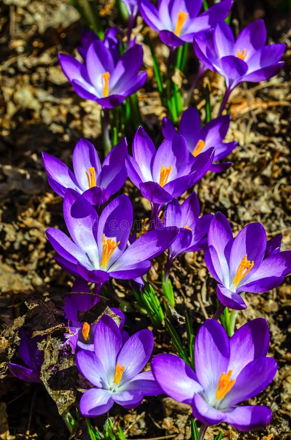 Above View of a Group of Spring Crocus Flowers in the Monring Sunlight ...