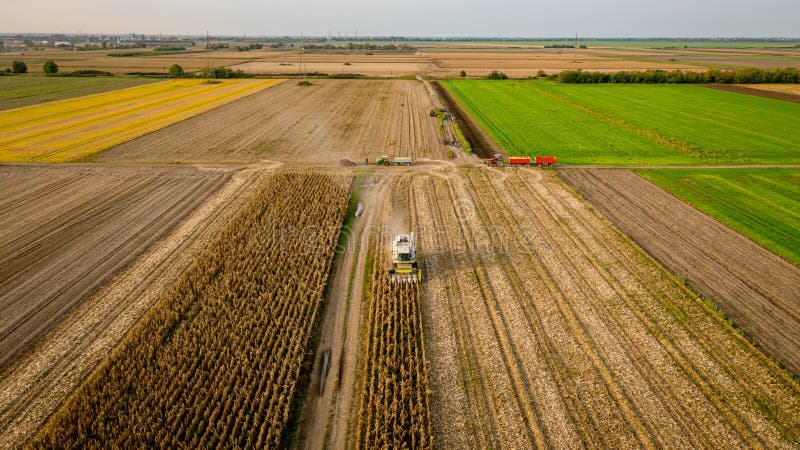 Aerial View of Combine, Harvester Machine Harvest Ripe Maize Stock ...