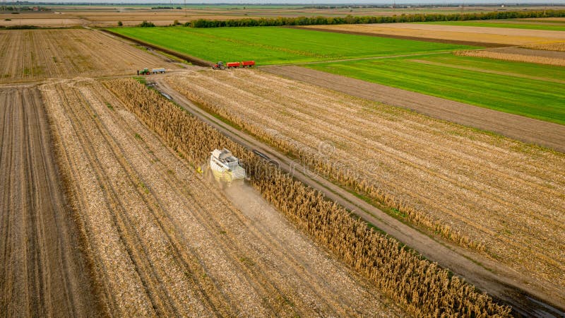 Aerial View of Combine, Harvester Machine Harvest Ripe Maize Stock ...