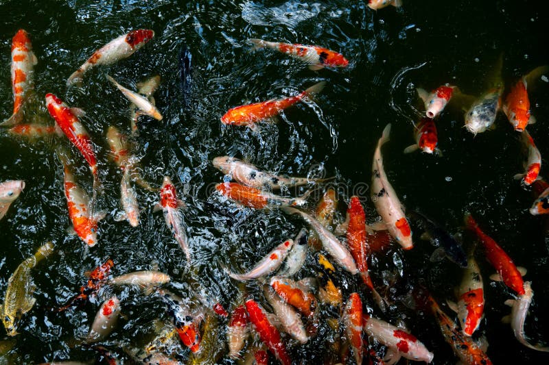 Above View of Koi Fish Swim on the Surface of the Water in Large ...