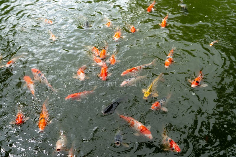Above View of Koi Fish Swim on the Surface of the Water in Large ...