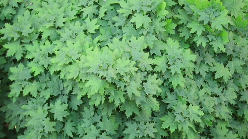 Above View at Leaves of Green Maple Tree Stock Footage - Video of ...
