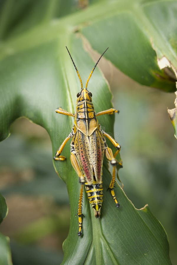 Above view of locust. stock image. Image of head, arthropod - 56496351