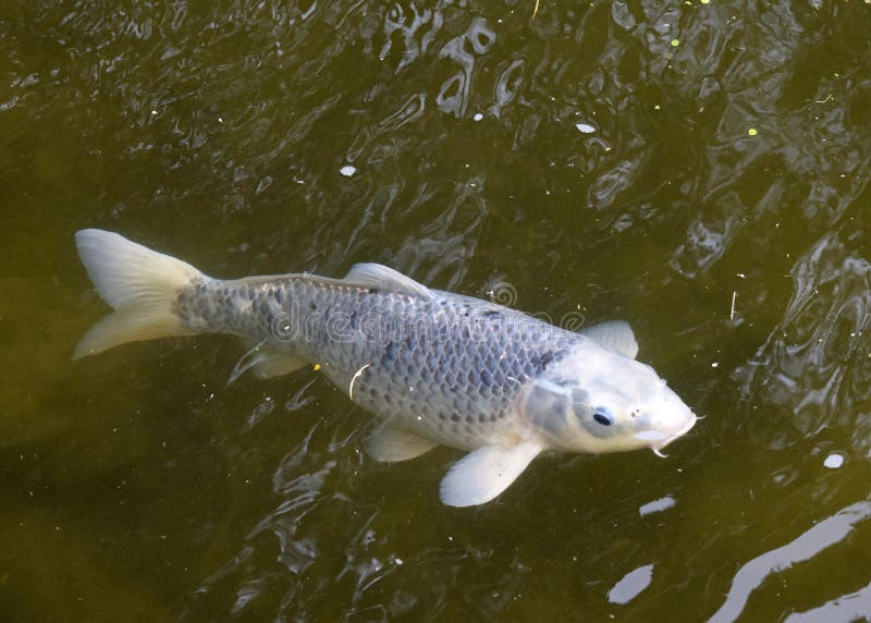 One White and Grey Koi Fish Swimming in a Pond Stock Photo - Image of ...