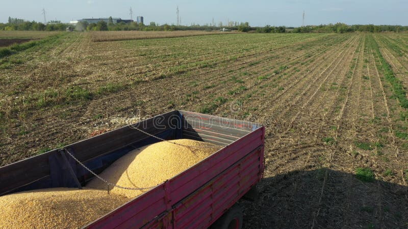 Aerial View on Trailer Loaded with Grain, Harvest Ripe Maize Stock ...