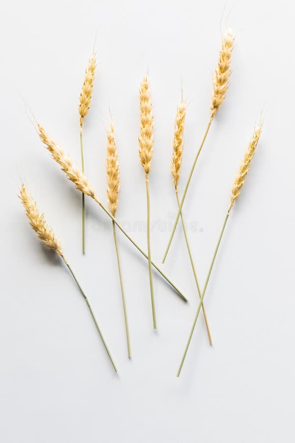 Above View of Strands of Wheat Against a White Background. Stock Image ...