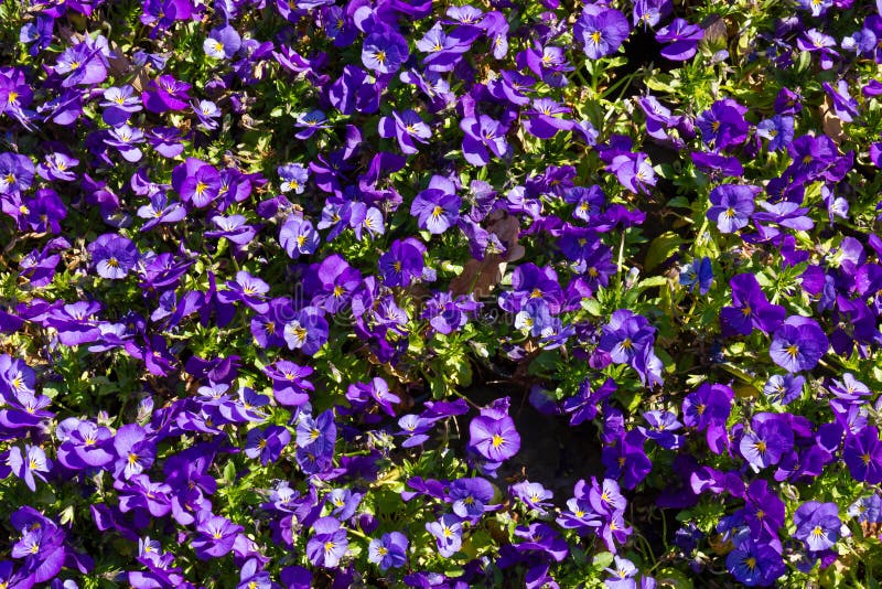 Above View of Violets stock photo. Image of flowerbed - 246199046