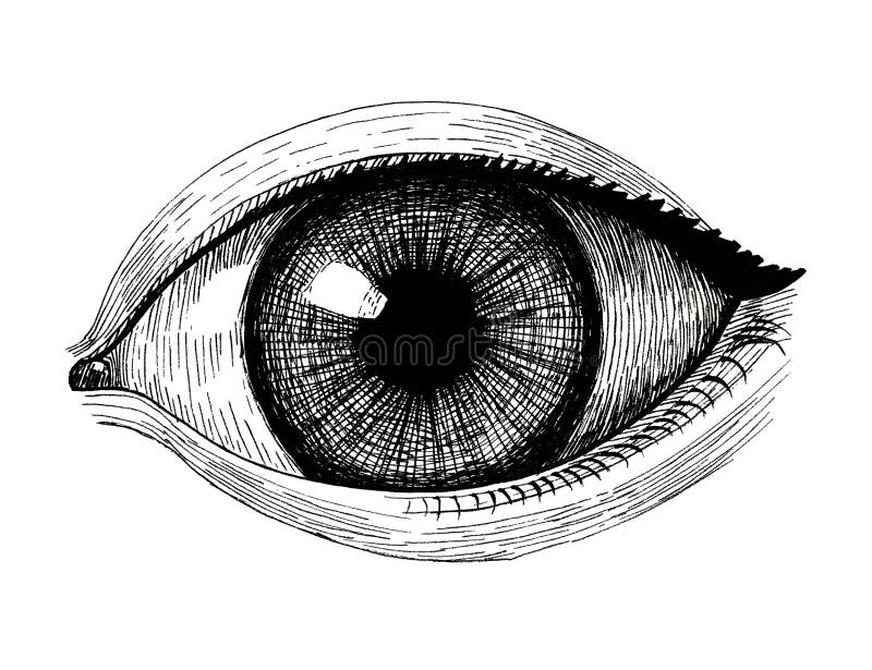 Abra Extensamente El Ojo, Ejemplo Dibujado Mano De La Tinta Del Vintage ... Abra Extensamente El Ojo, Ejemplo Dibujado Mano De La Tinta Del Vintage ...