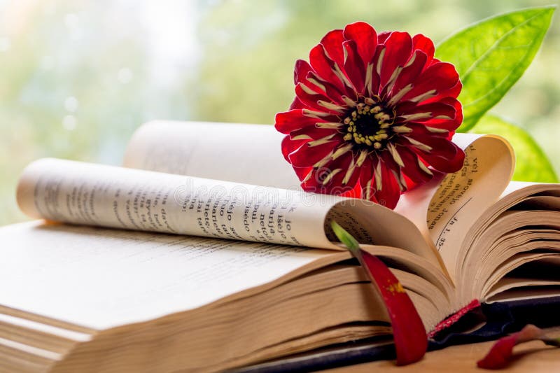 Abra La Biblia, Y Las Flores Hermosas En El Fondo Blanco Imagen de ...