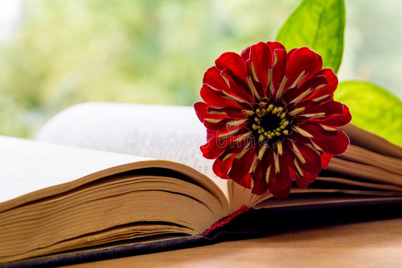 Abra la biblia y la flor foto de archivo. Imagen de aprenda - 76583644