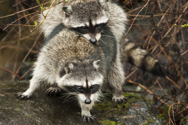 Abrazo de los mapaches foto de archivo. Imagen de nocturno - 66695390