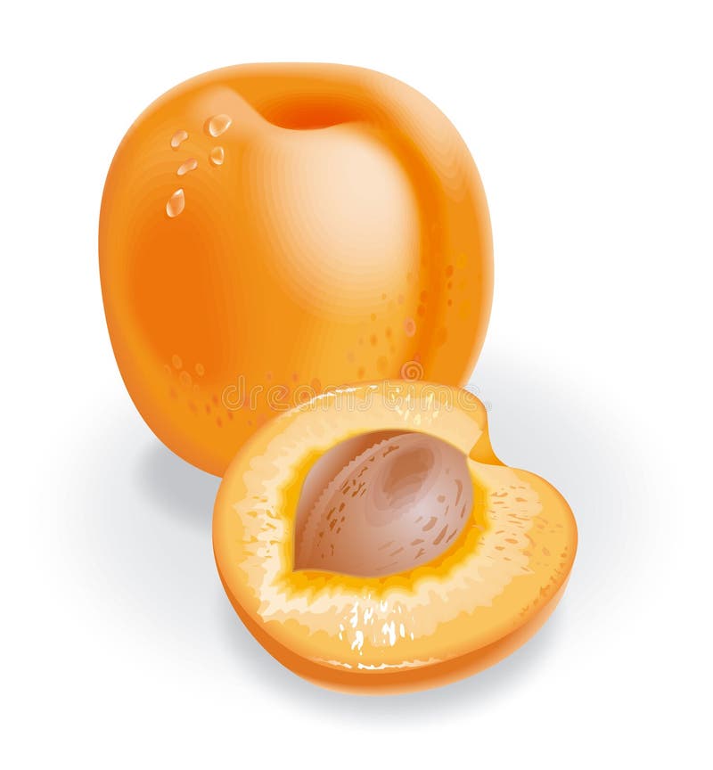Abricot. Illustration. illustration de vecteur. Illustration du nature ...
