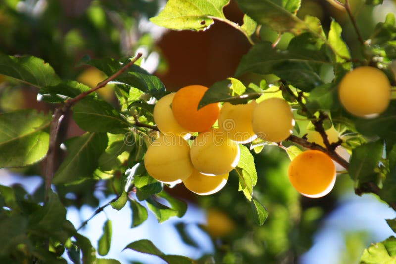 Abrikoos in De Zonnige Middag Stock Afbeelding - Image of plantaardig ...