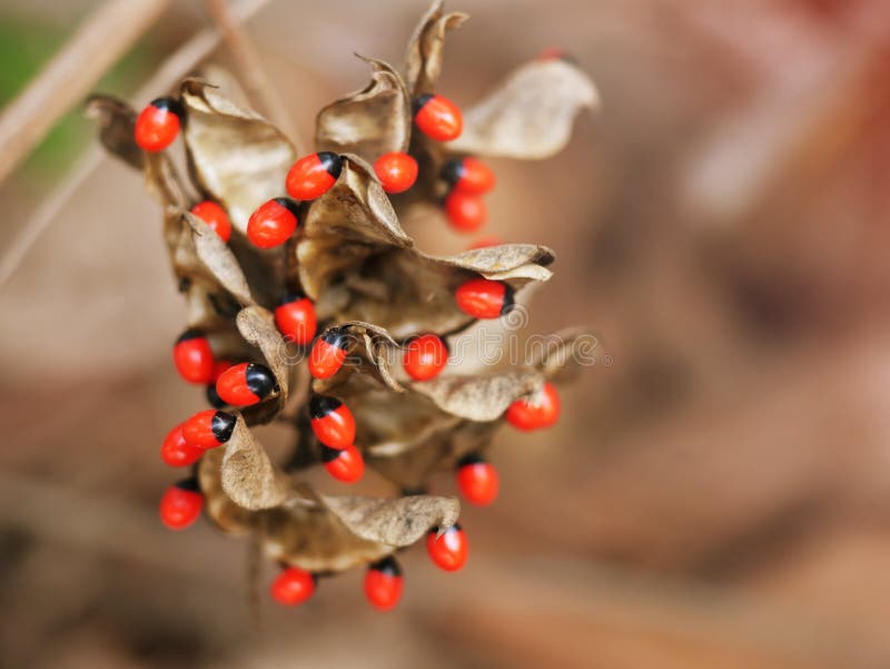 Abrus Precatorius with a Bright Red Ball. Stock Photo - Image of color ...