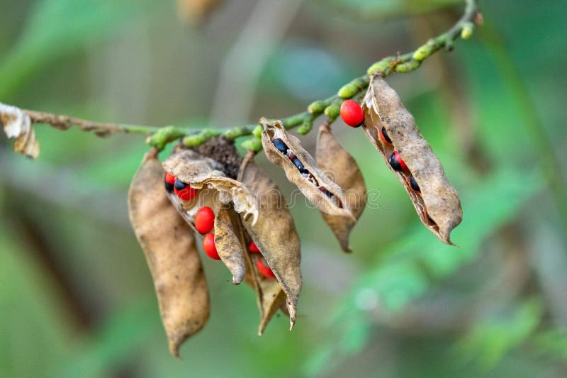 Abrus Precatorius Plant or Abrin Plant Stock Image - Image of ...