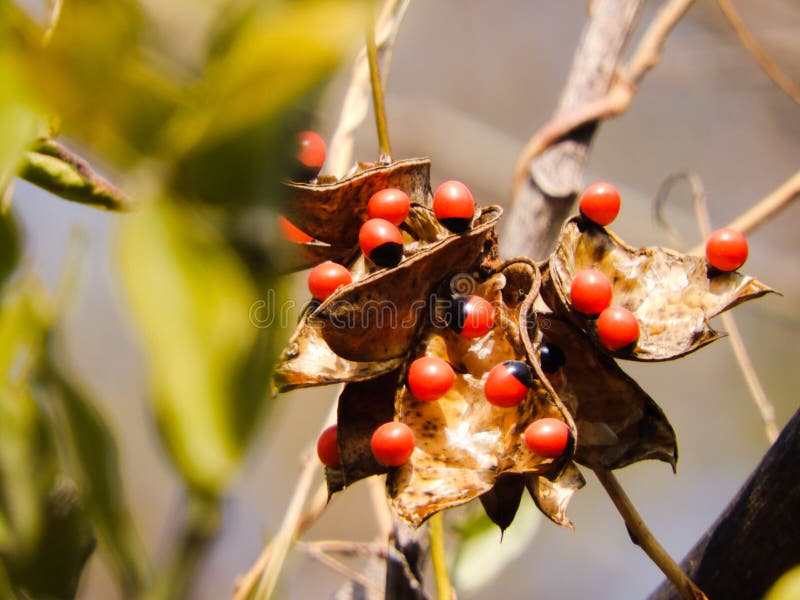 Abrus Precatorius, Commonly Known As Jequirity Bean or Rosary Pea, is a ...