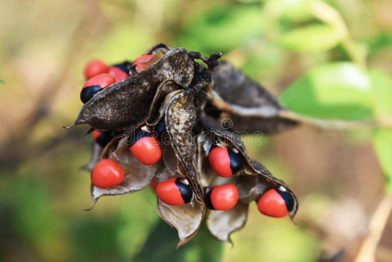 Abrus Precatorius Seeds Background Stock Image - Image of mani, abrin ...