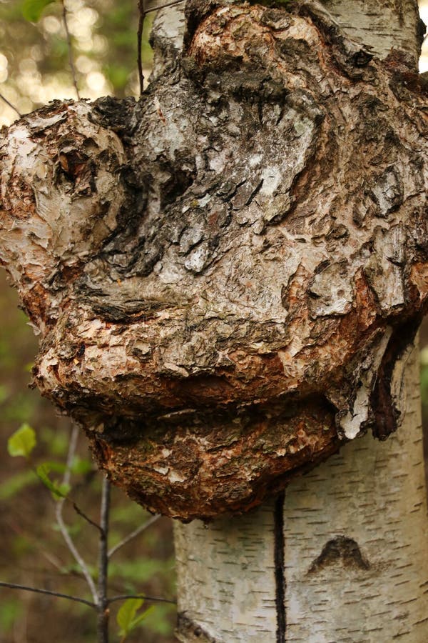 Abscess on a Stem of a Birch Tree Stock Photo - Image of abscess, looks ...