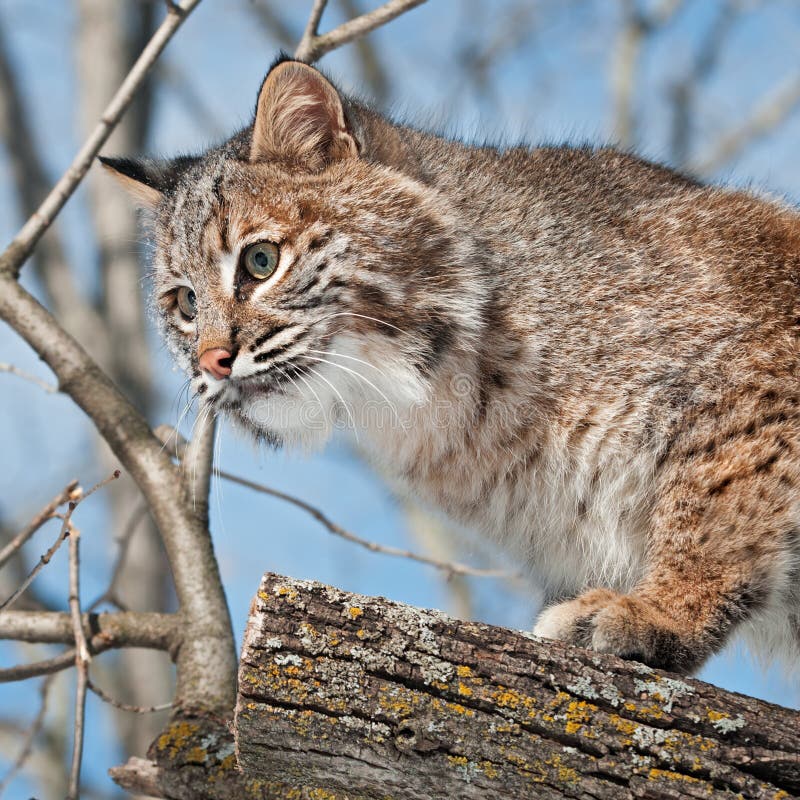 Abschluss Des Rotluchs-(Luchs Rufus) Oben Im Baum Stockfoto - Bild von ...