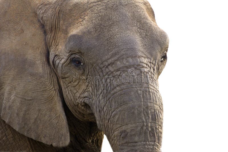 Stellung Des Afrikanischen Elefanten, Ohren Oben, Lokalisiert Stockfoto ...