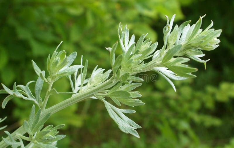 Absinthe - Absinthe D'armoise Photo stock - Image du commun, absinthe ...