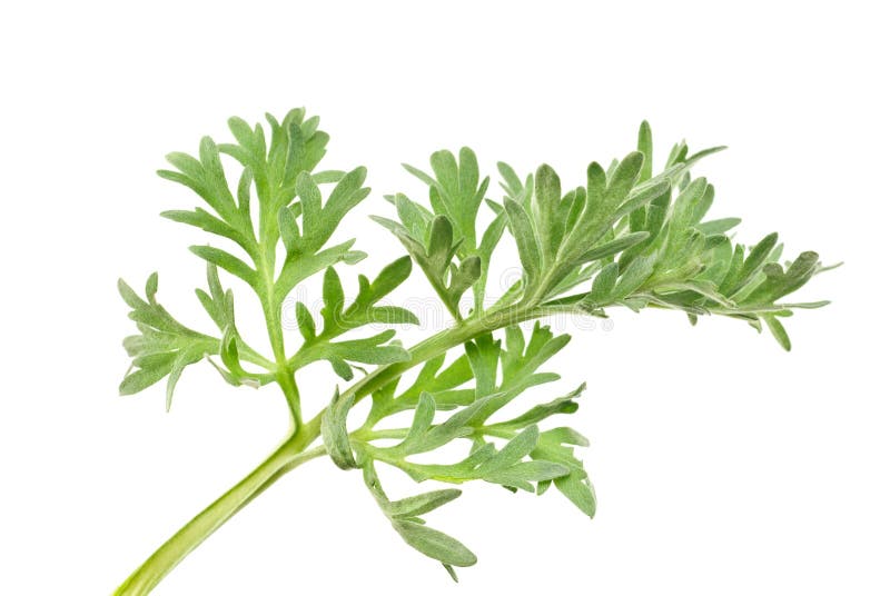 Absinthe (absinthe L D'armoise ) Image stock - Image du sain, artemis ...