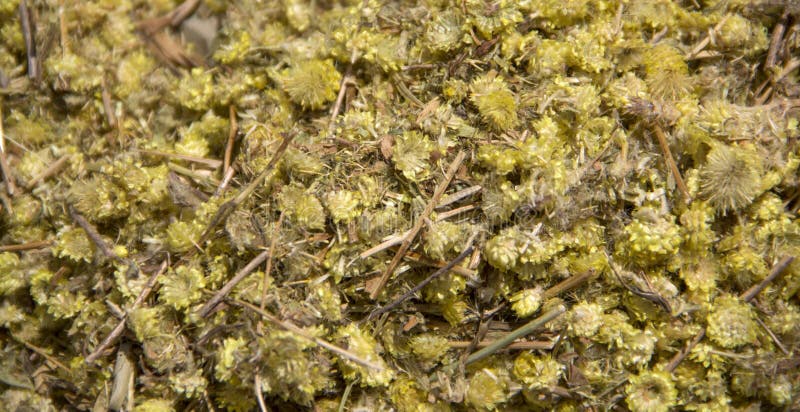 Absinthe D'armoise - Plante Médicinale Traditionnelle Photo stock ...