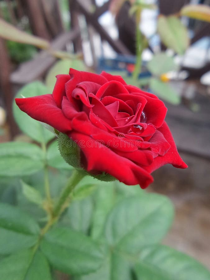 Absolute red rose stock photo. Image of absolute, love - 85032286