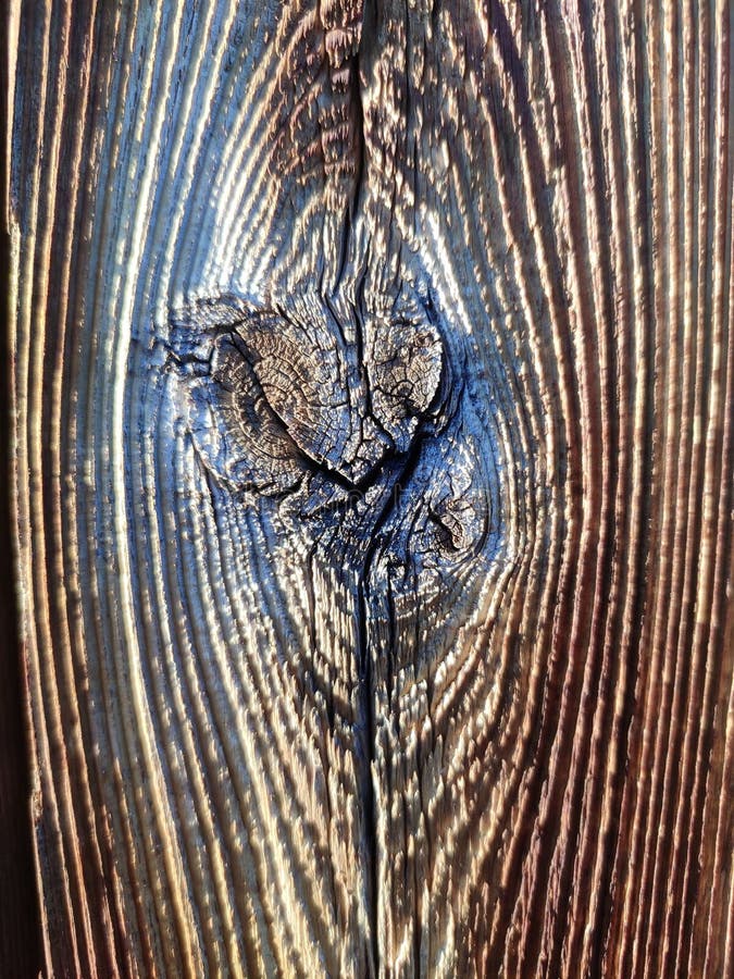 Absolutely Real Timber Bark Cross Section View Stock Image - Image of ...