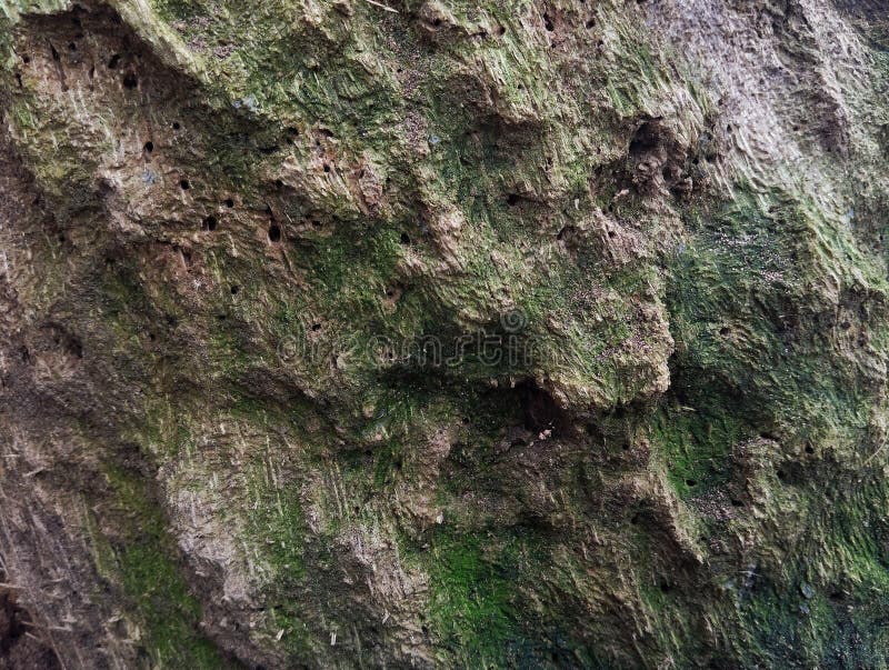Abstrack Background of Old Tree Trunk Texture Stock Photo - Image of ...