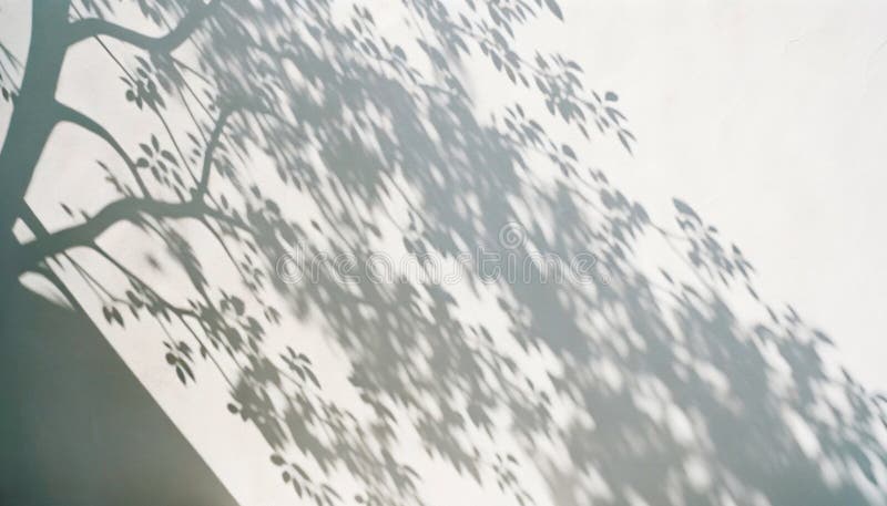 Abstract Aesthetic Shadow on White Textured Wall. Elegant Shadow ...