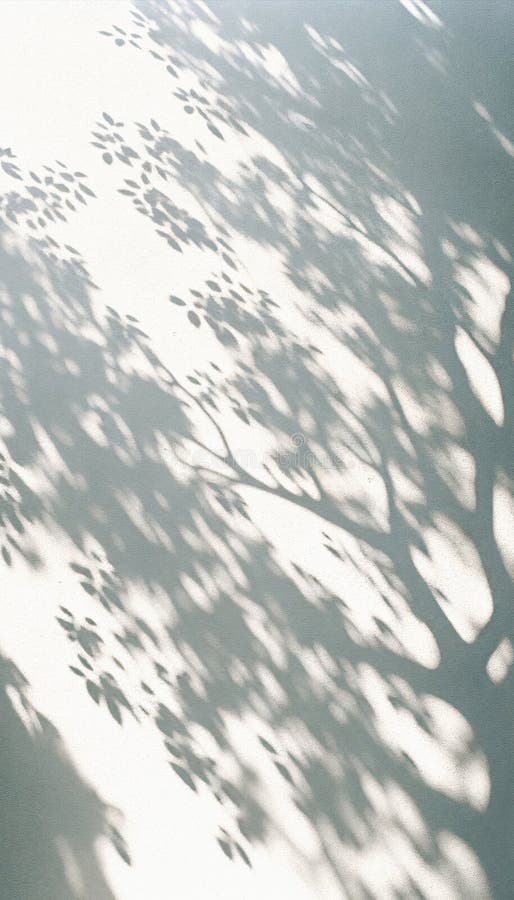 Abstract Aesthetic Shadow on White Textured Wall. Elegant Shadow ...